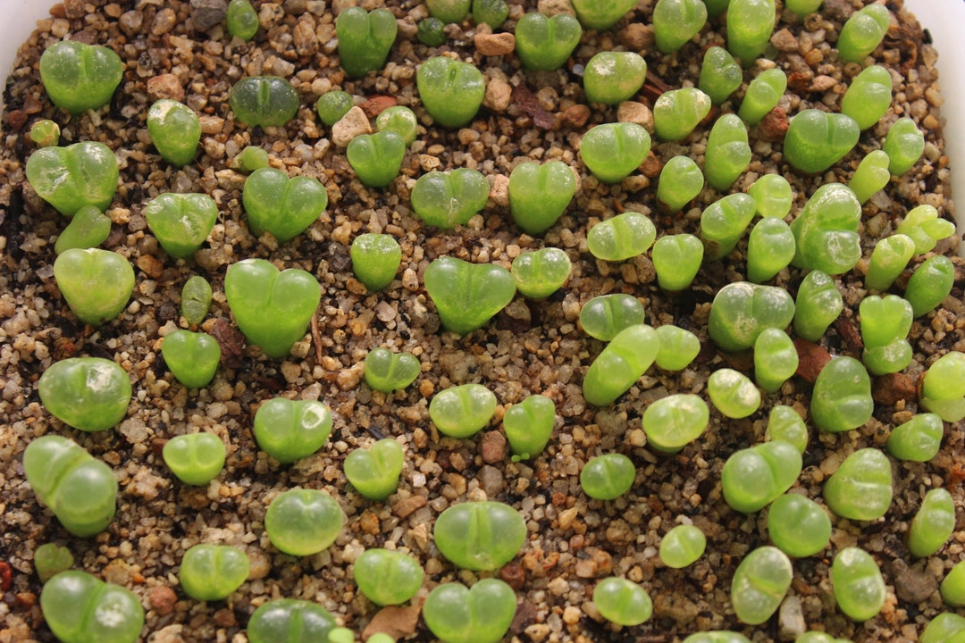 Conophytum Longum 1/4 Inch Live One Head Single Plant Homegrown - Etsy