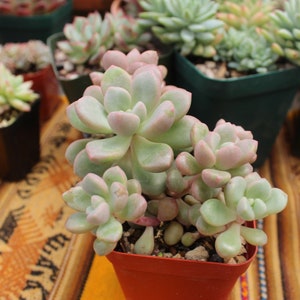 Graptopetalum Red Grapes Rare Korean Succulent - Etsy