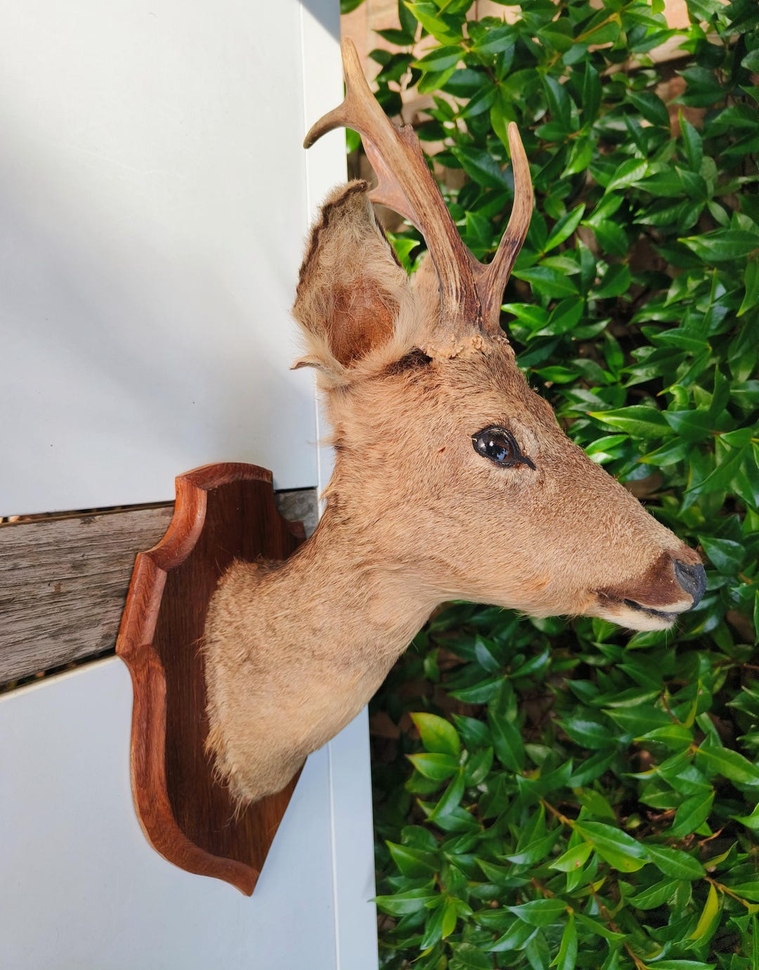 Antique Roe Deer Trophy Mount – European Taxidermy – Rustic Alpine Hunt ...