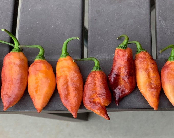 Taj Mahal Pepper Seeds - Etsy