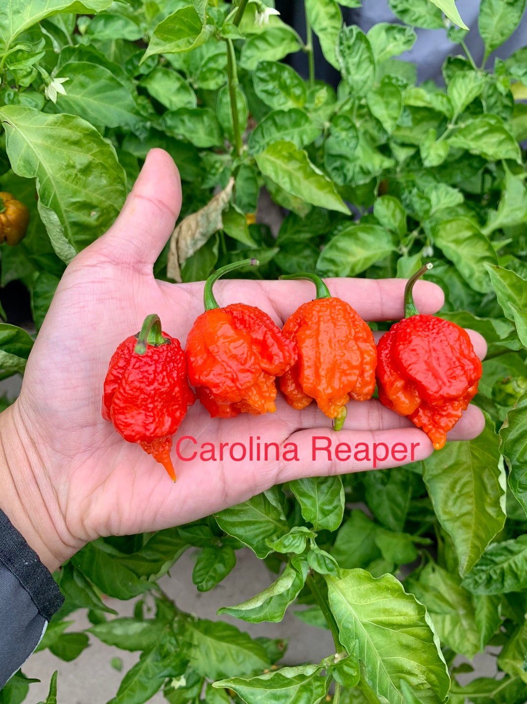 Carolina Reaper Pepper Plants