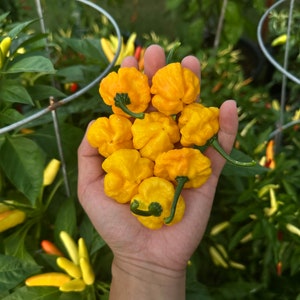 Jamaican Yellow Scotch Bonnet Pepper Seeds - Etsy