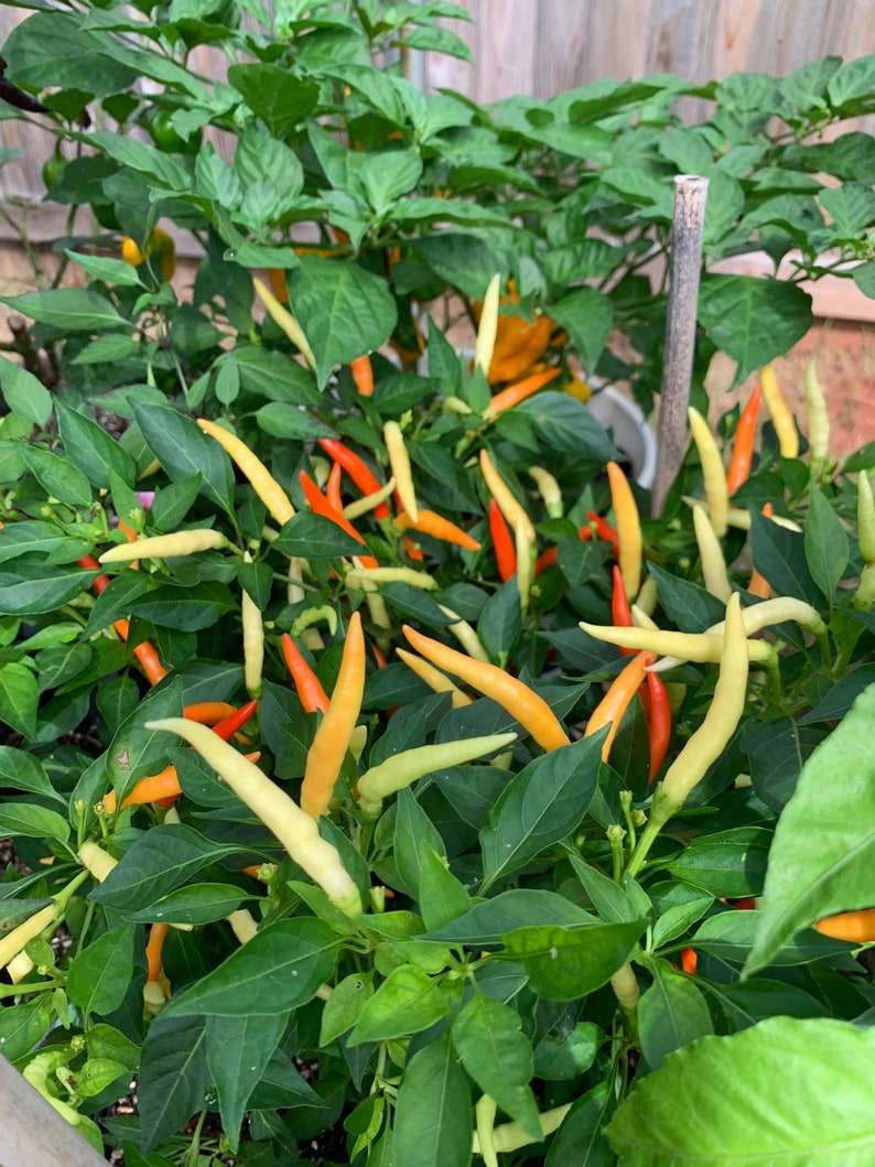 Japanese White Eagle Claw Pepper Seeds - Etsy