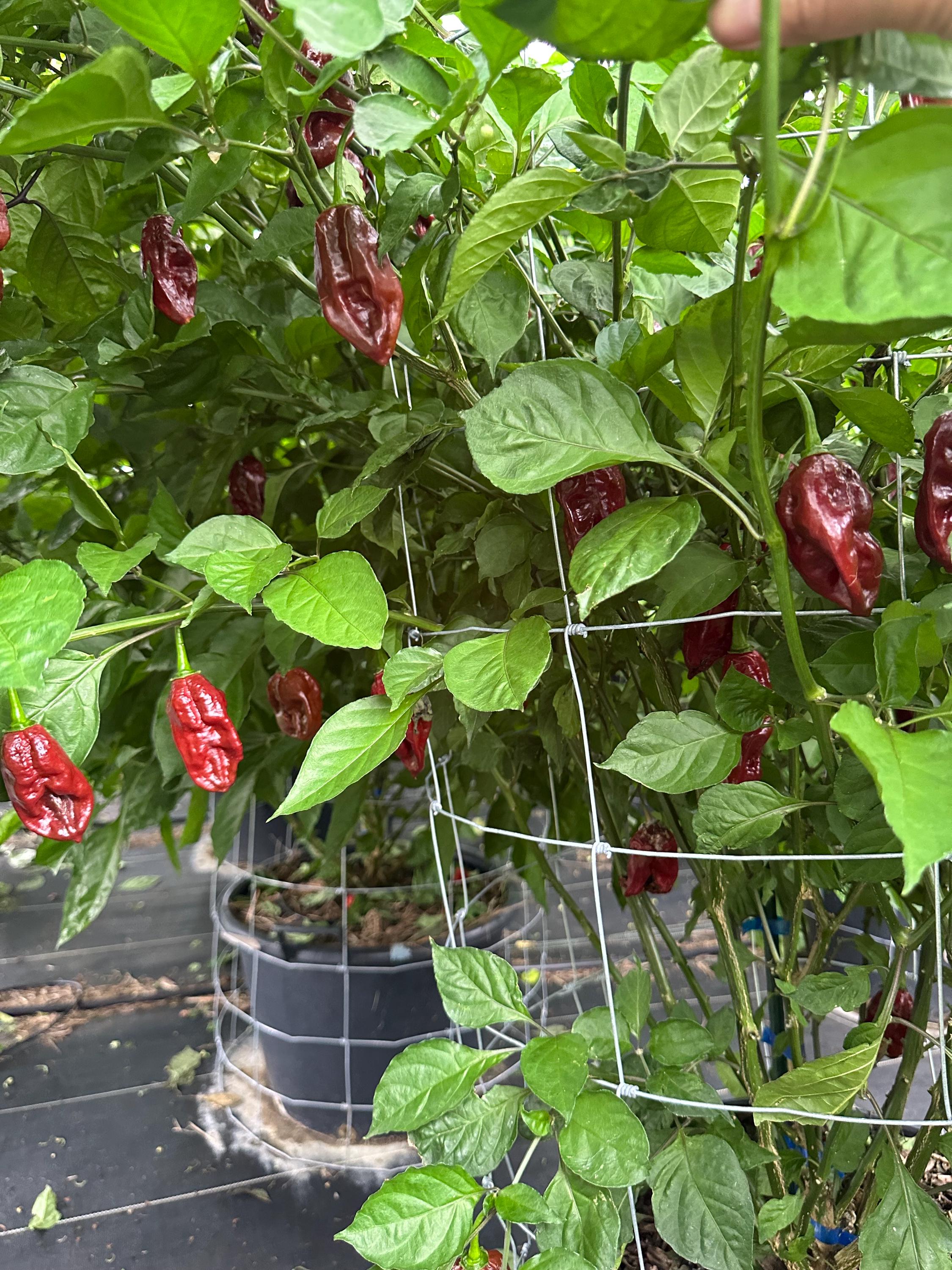 30gram Chocolate Monster Pepper Seeds - Etsy