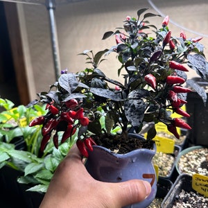 Explosive Ember Pepper Seeds - Etsy