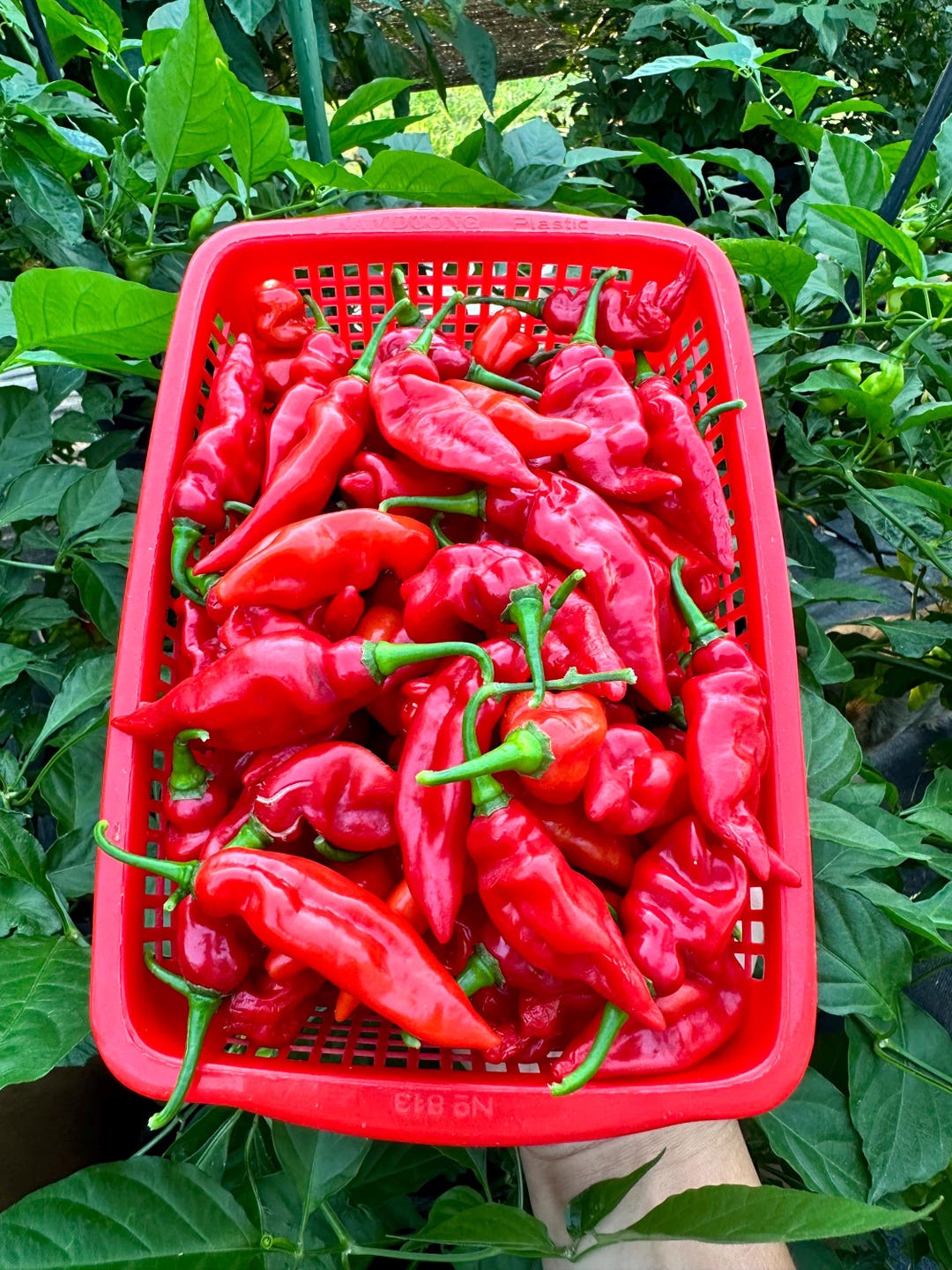 Cheiro Roxa X Pepper Seeds - Etsy