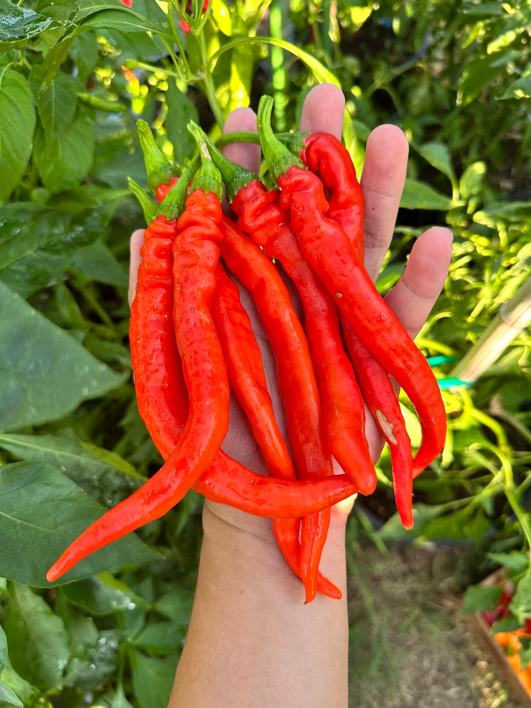 Aso X Bh X TML XXL Pepper Seeds - Etsy Aso X Bh X TML XXL Pepper Seeds - Etsy