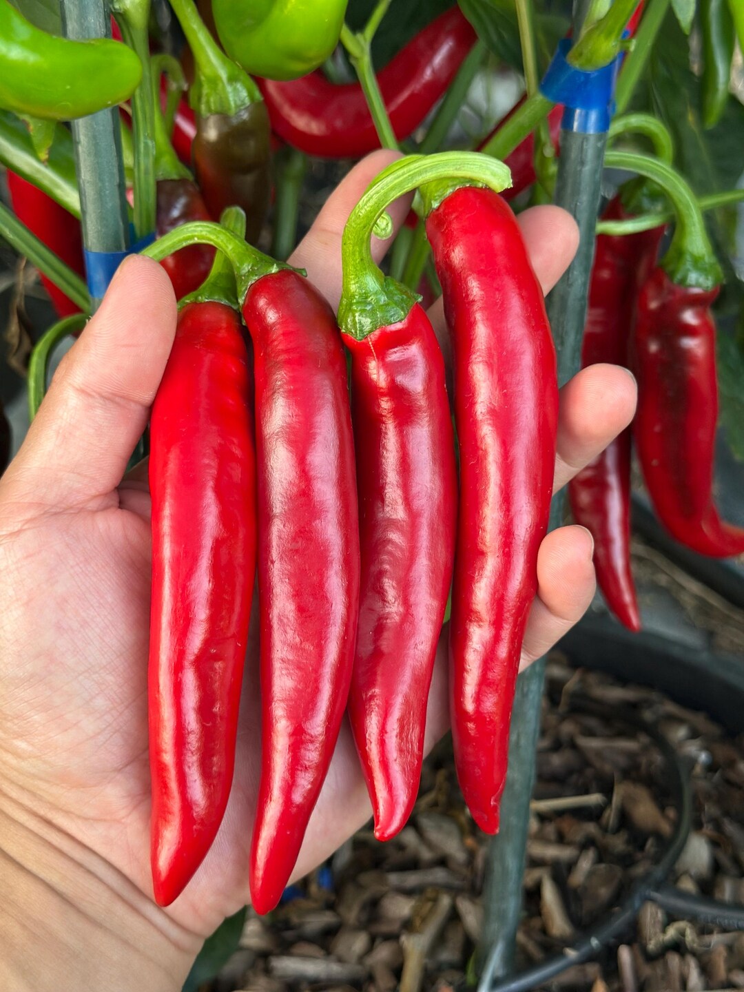 Gochjang King Pepper Seeds - Etsy