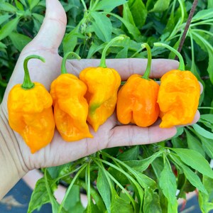 Borg 9 Yellow Pepper Seeds - Etsy