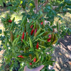 Takanotsume Pepper Seeds - Etsy