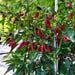 Zimbabwe Bird Eye Pepper Seeds - Etsy