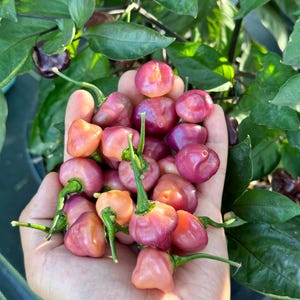 Cheiro Roxa Pepper Seeds - Etsy