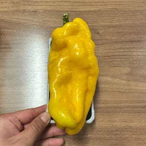 Sweet Palermo Yellow Pepper Seeds - Etsy
