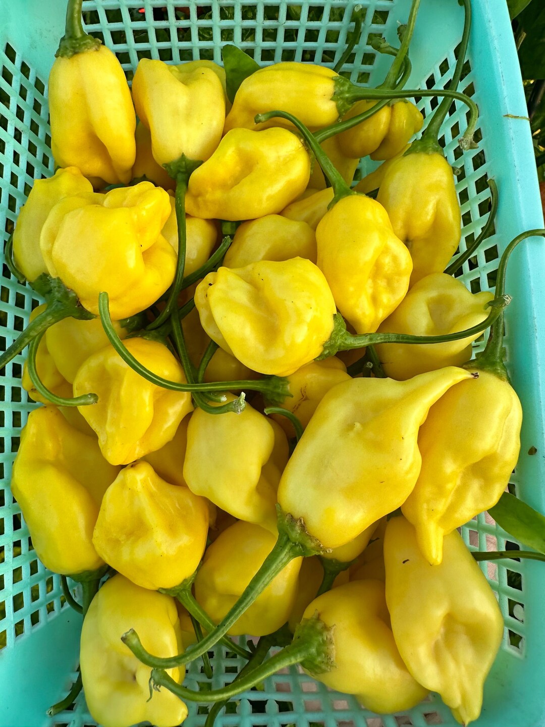 Aji Lemon Ball Pepper Seeds - Etsy