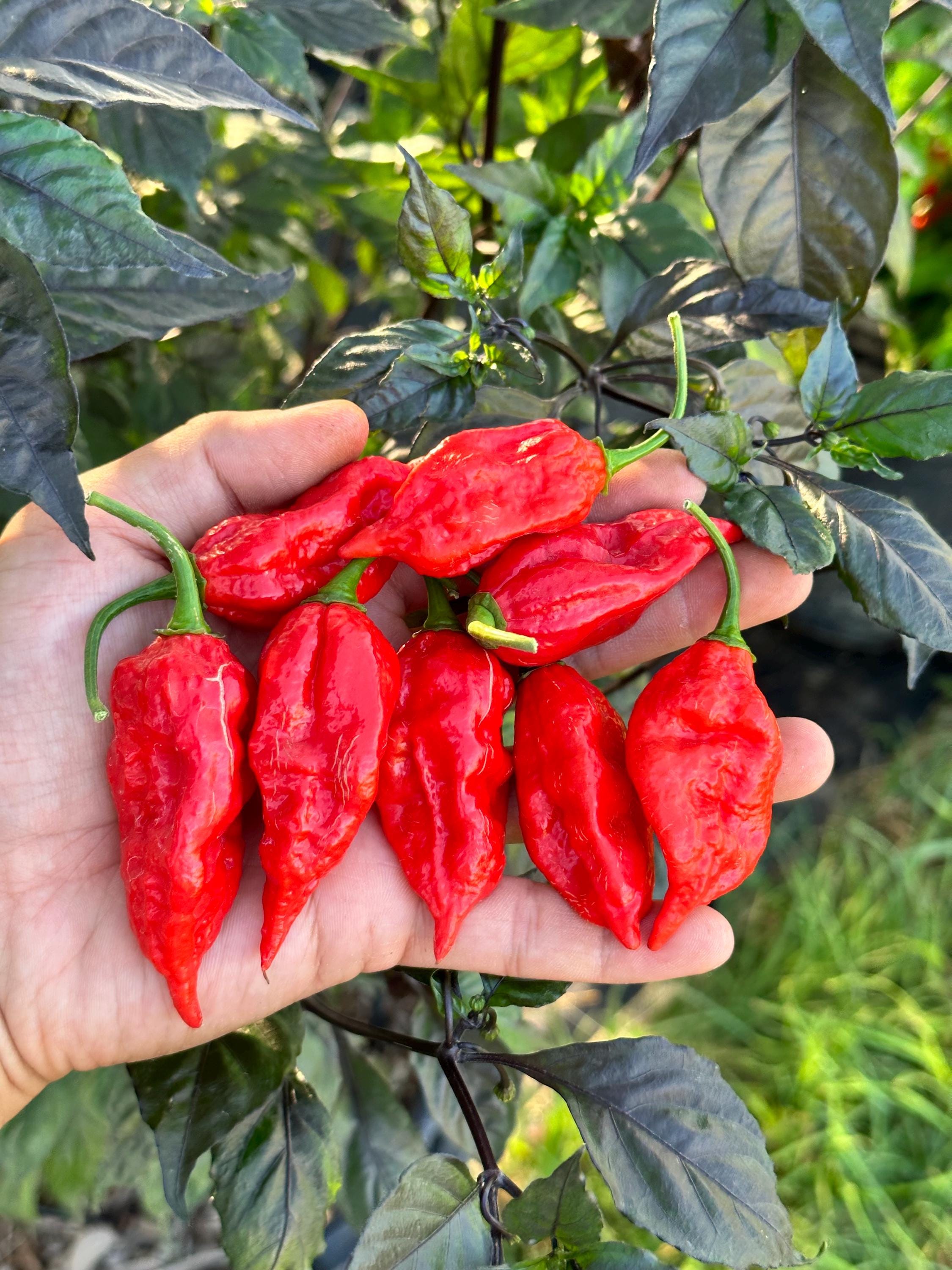 Dorset Naga Pepper Seeds - Etsy