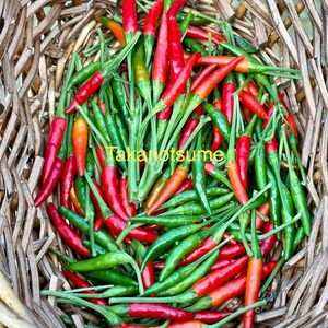 Takanotsume Pepper Seeds - Etsy