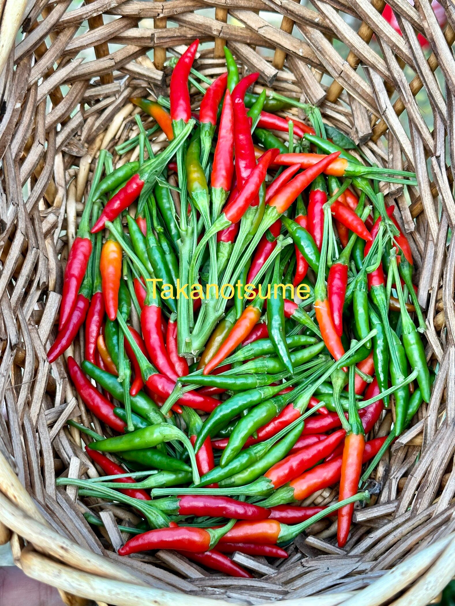 Takanotsume Pepper Seeds - Etsy