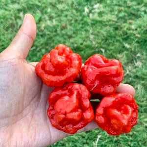 KS Scarlet Rose Pepper Seed - Etsy
