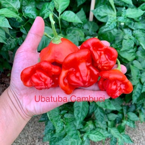 Ubatuba Cambuci Pepper Seeds - Etsy