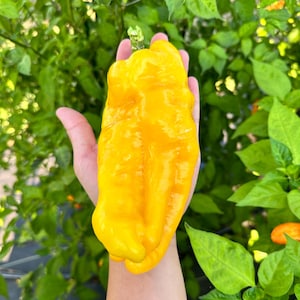 Sweet Palermo Yellow Pepper Seeds - Etsy