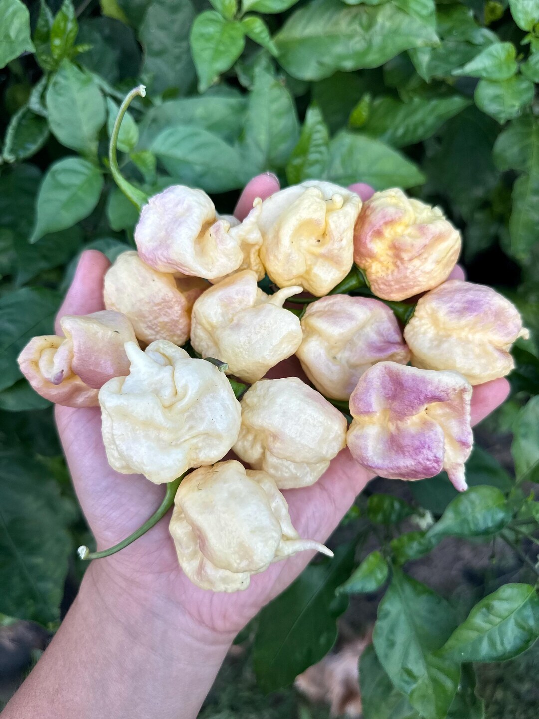 Snow White Moruga Pepper Seeds - Etsy