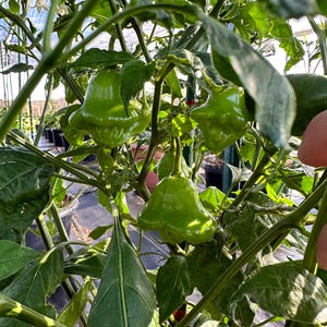 Ubatuba Cambuci Pepper Seeds - Etsy