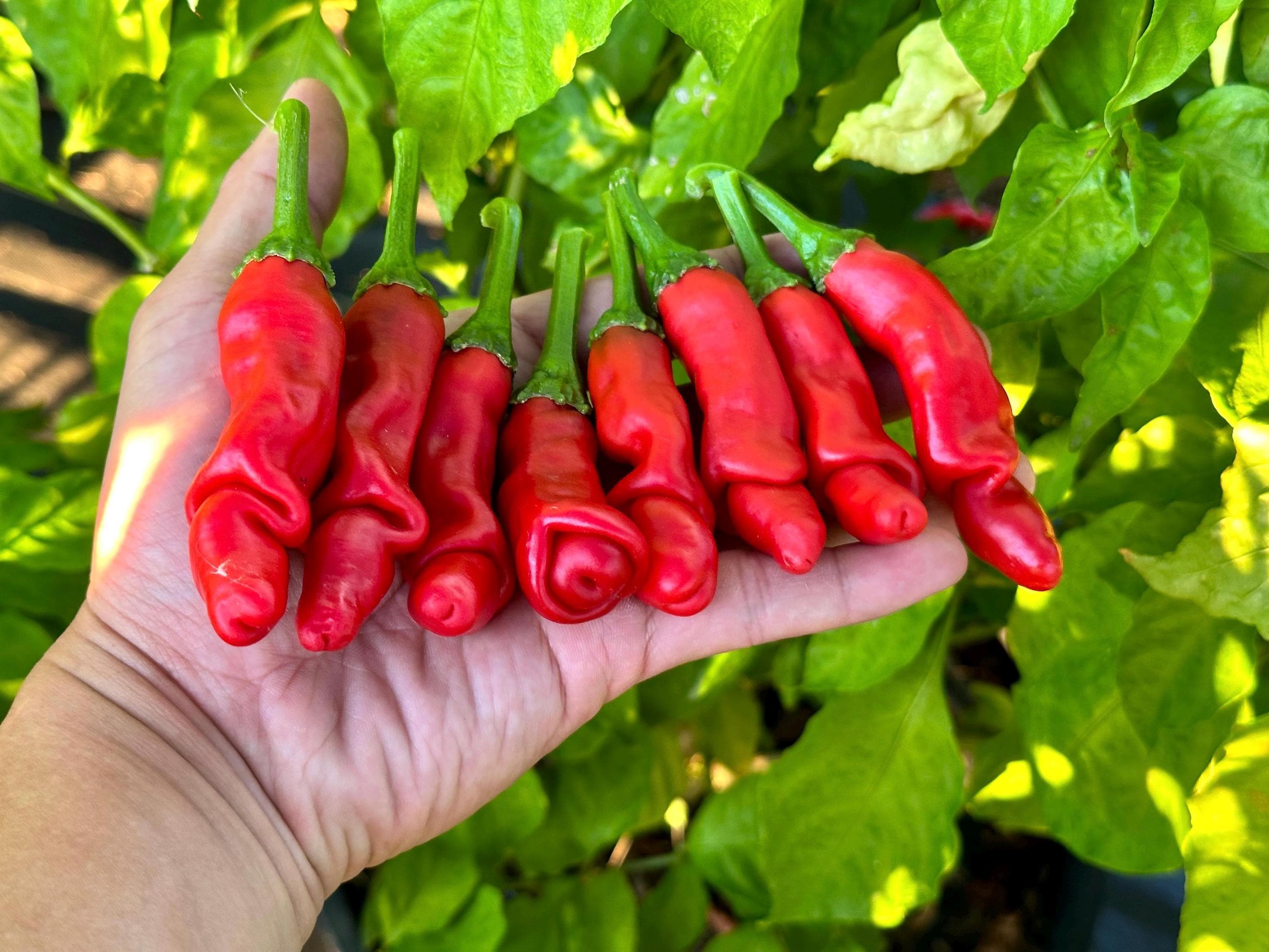 Red Peter Pepper Seeds - Etsy