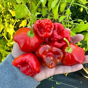 Ubatuba Cambuci Pepper Seeds - Etsy