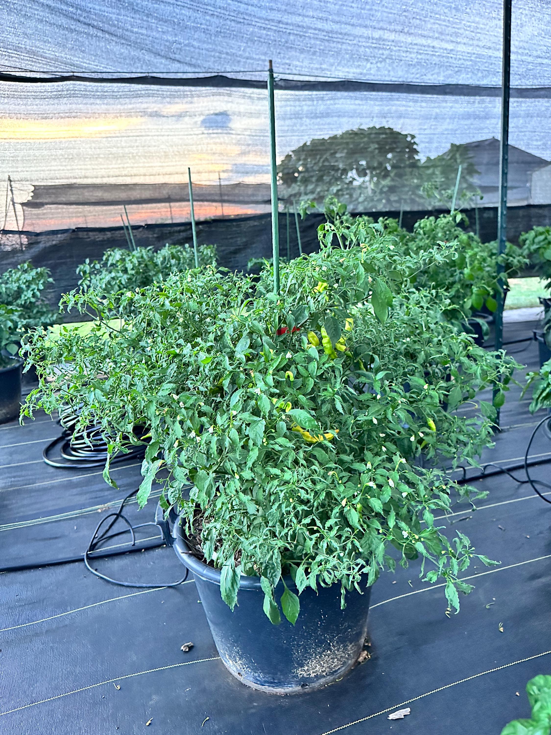 Aji Inca Berry XL Orange Pepper Seeds - Etsy