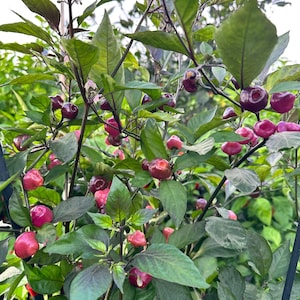 Cheiro Roxa Pepper Seeds - Etsy