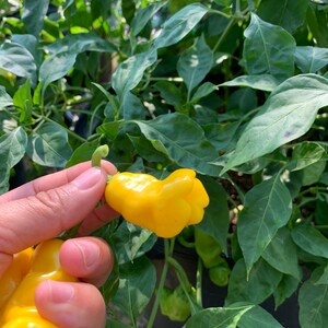 Yellow Peter Pepper Seeds - Etsy