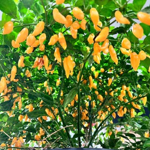 Beni Highland Orange Pepper Seeds - Etsy