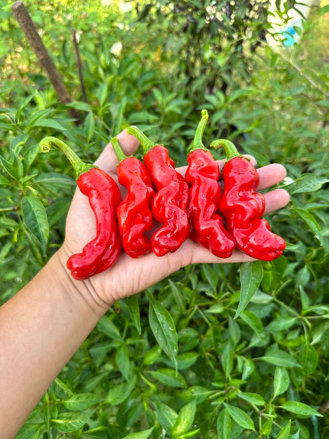 Red Peter Pepper Seeds - Etsy
