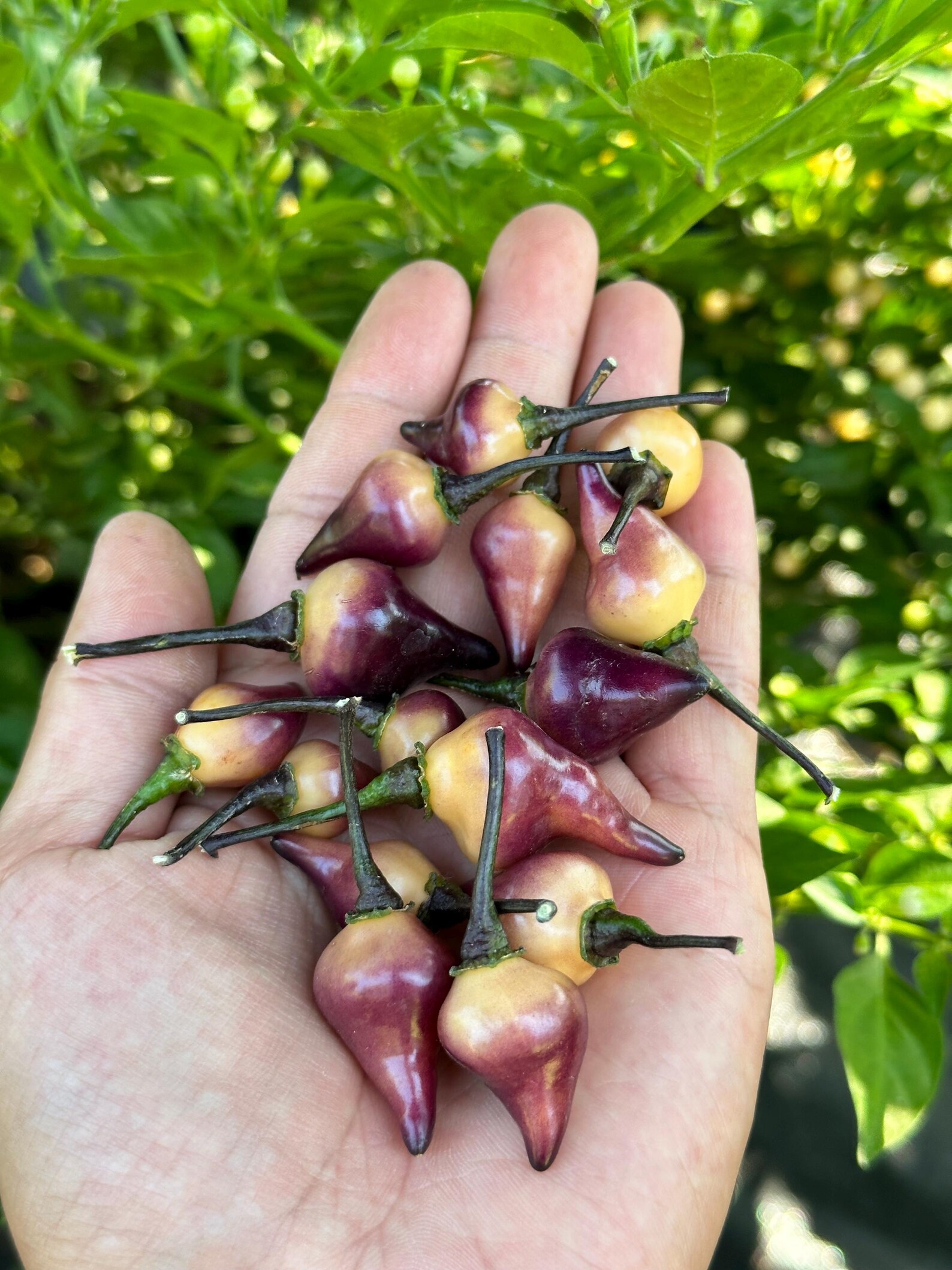 Purple/peach Chupentinho Pepper Seeds - Etsy