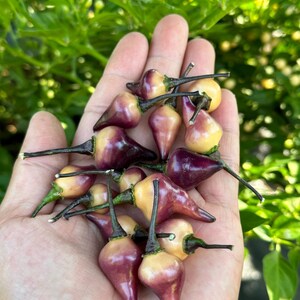 Purple/peach Chupentinho Pepper Seeds - Etsy