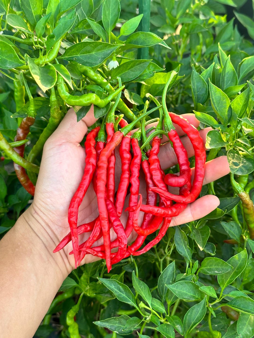 Himo Togarashi Pepper Seeds - Etsy