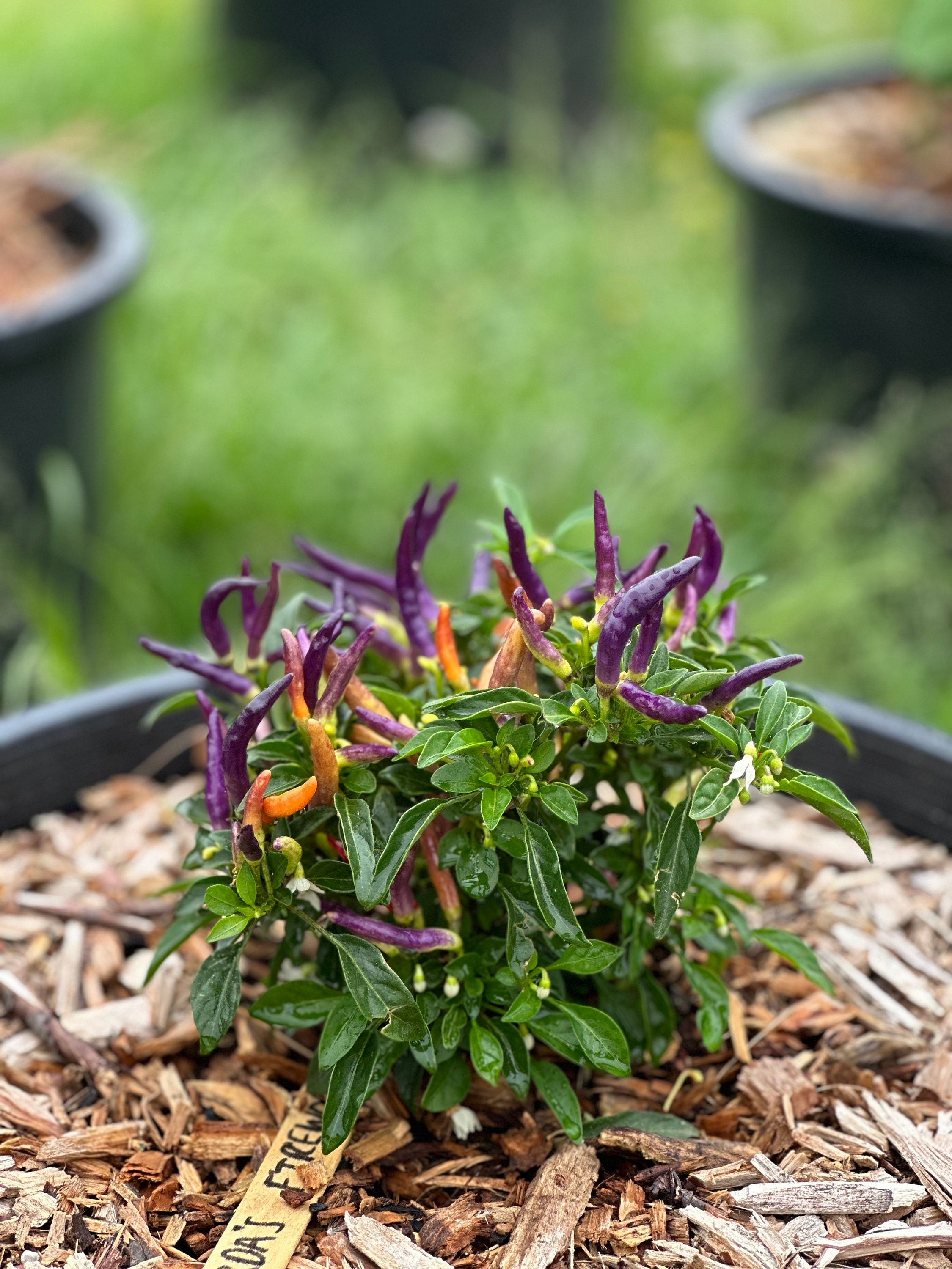 Garda Firework Pepper Seeds - Etsy