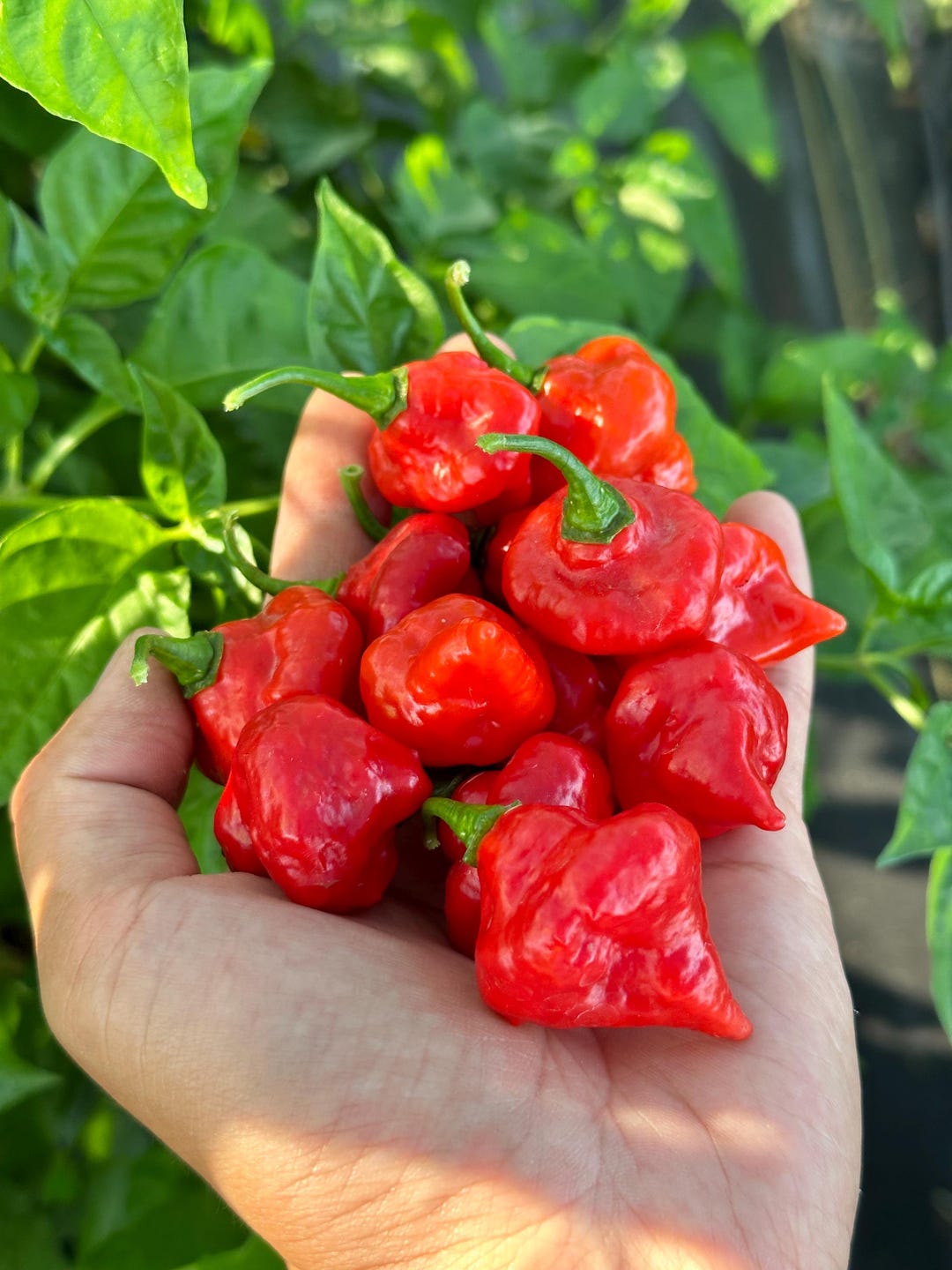 Turkish Cap Pepper Seeds - Etsy