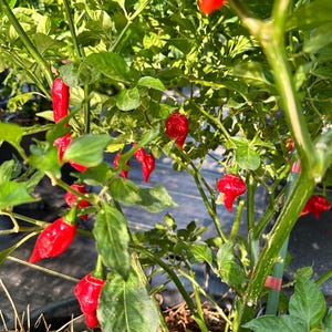 Turkish Cap Pepper Seeds - Etsy