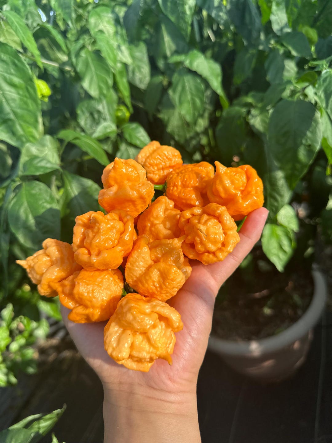 Fujiwhara Pepper Seeds - Etsy