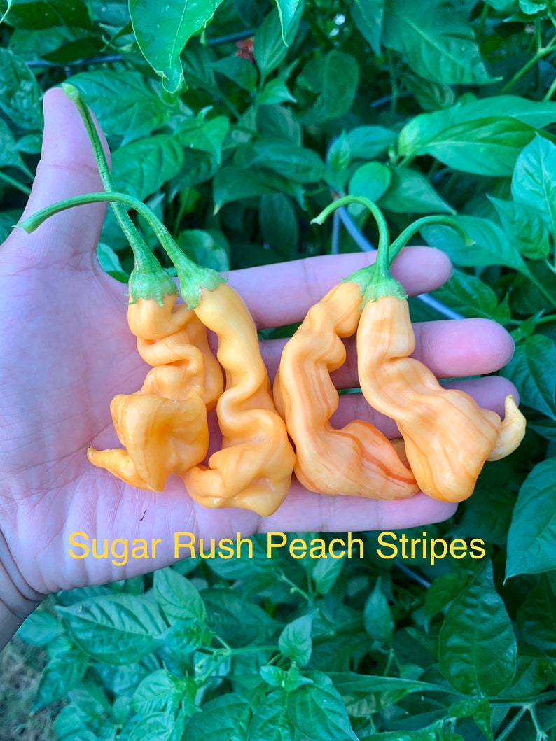 Sugar Rush Stripey Pepper Seeds - Etsy