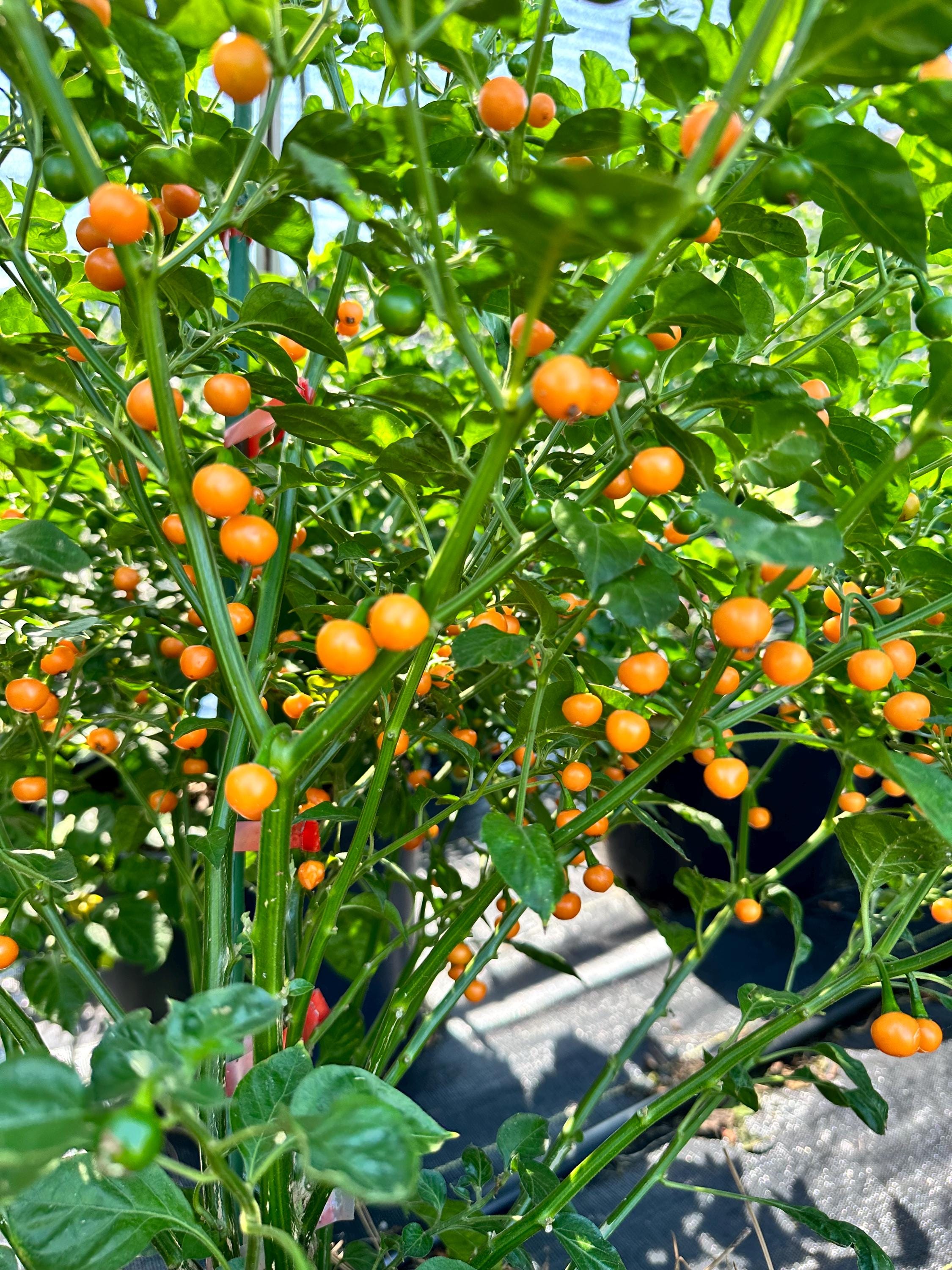 Bode Amarela Pepper Seeds - Etsy