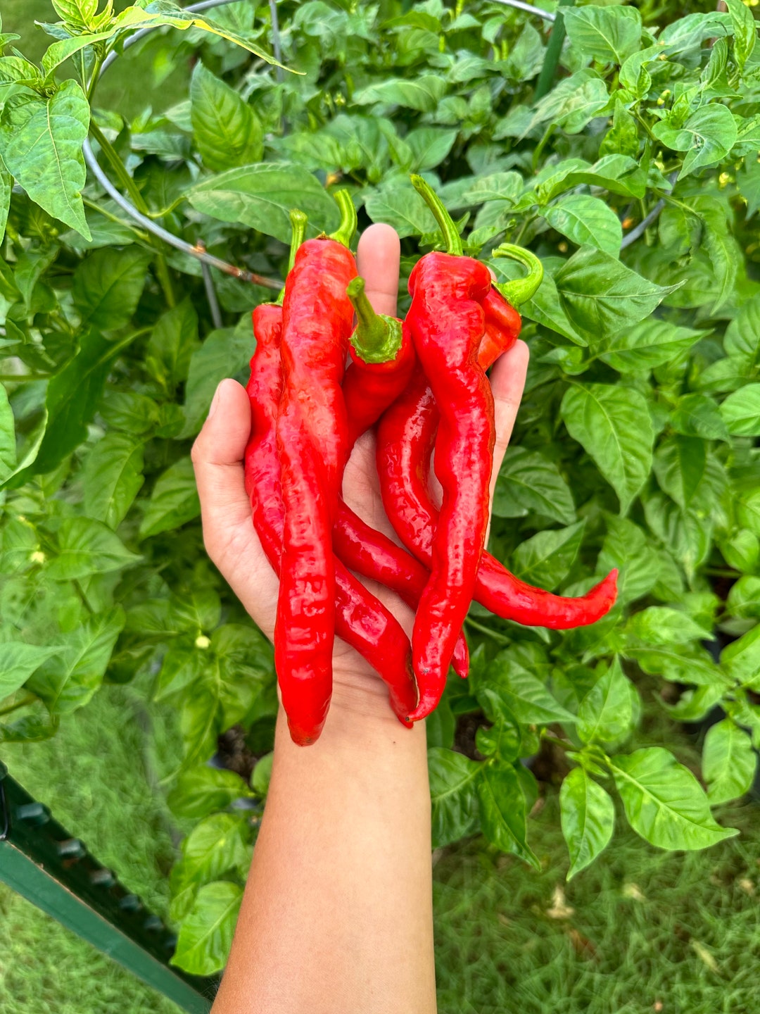 Hangjiao #8 Total Eclipse Pepper Seeds - Etsy