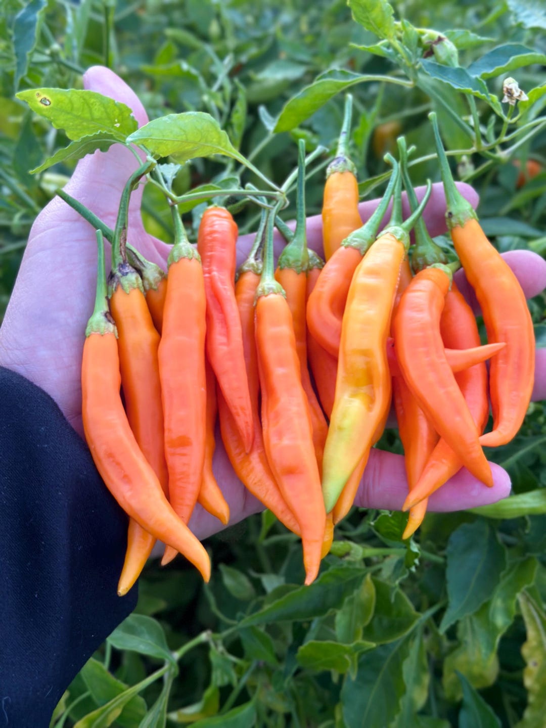 Aji Inca Berry XL Orange Pepper Seeds - Etsy