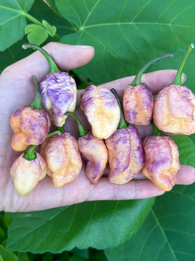 HotPepperSeedsShop - Etsy