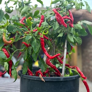 Hangjiao #8 Total Eclipse Pepper Seeds - Etsy