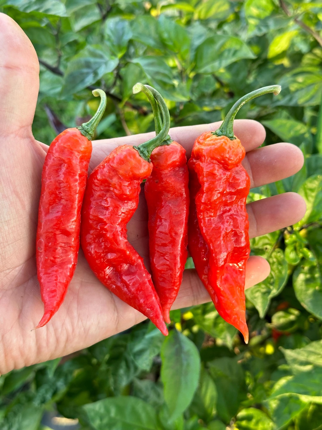 Jays Red Ghost Scorpion Pepper Seeds - Etsy