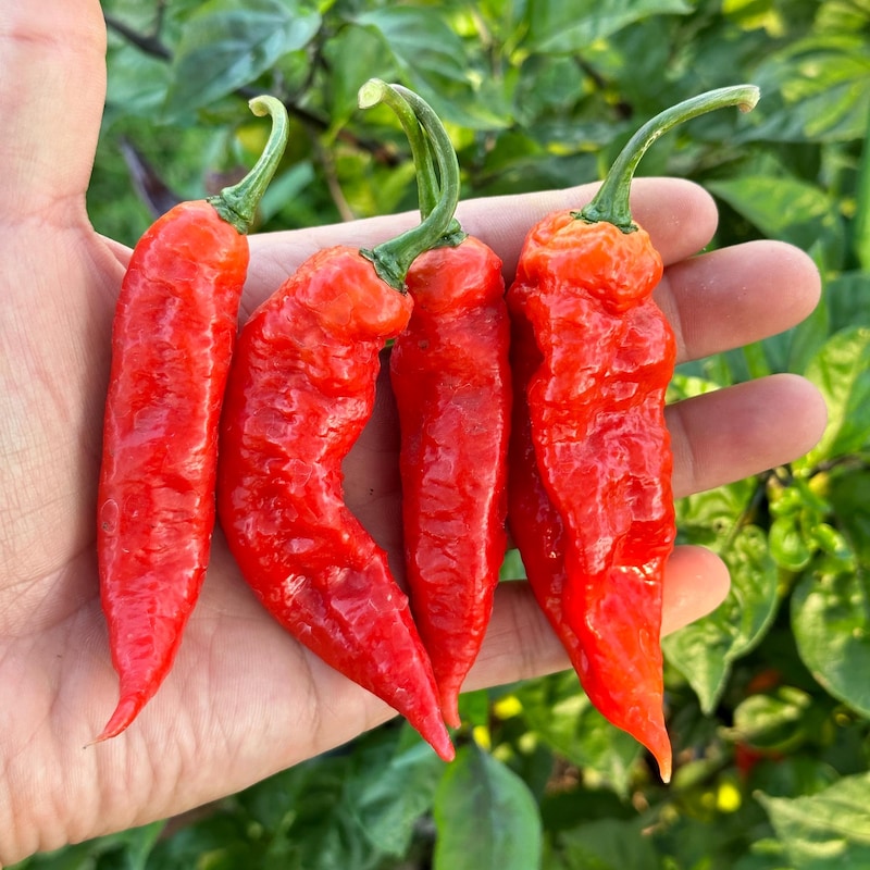 Jays Pepper Seeds - Etsy
