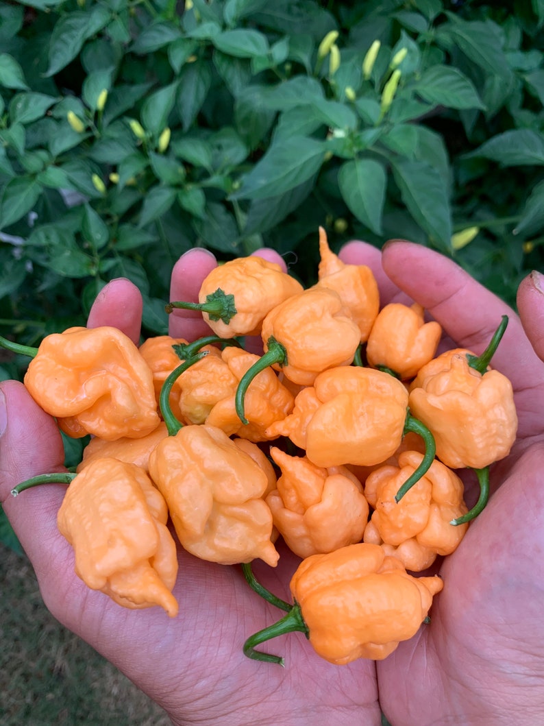 Primo X Butch T Orange Pepper Seeds - Etsy