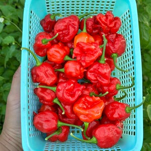 Faddas Reaper Perfume Pepper Seeds - Etsy